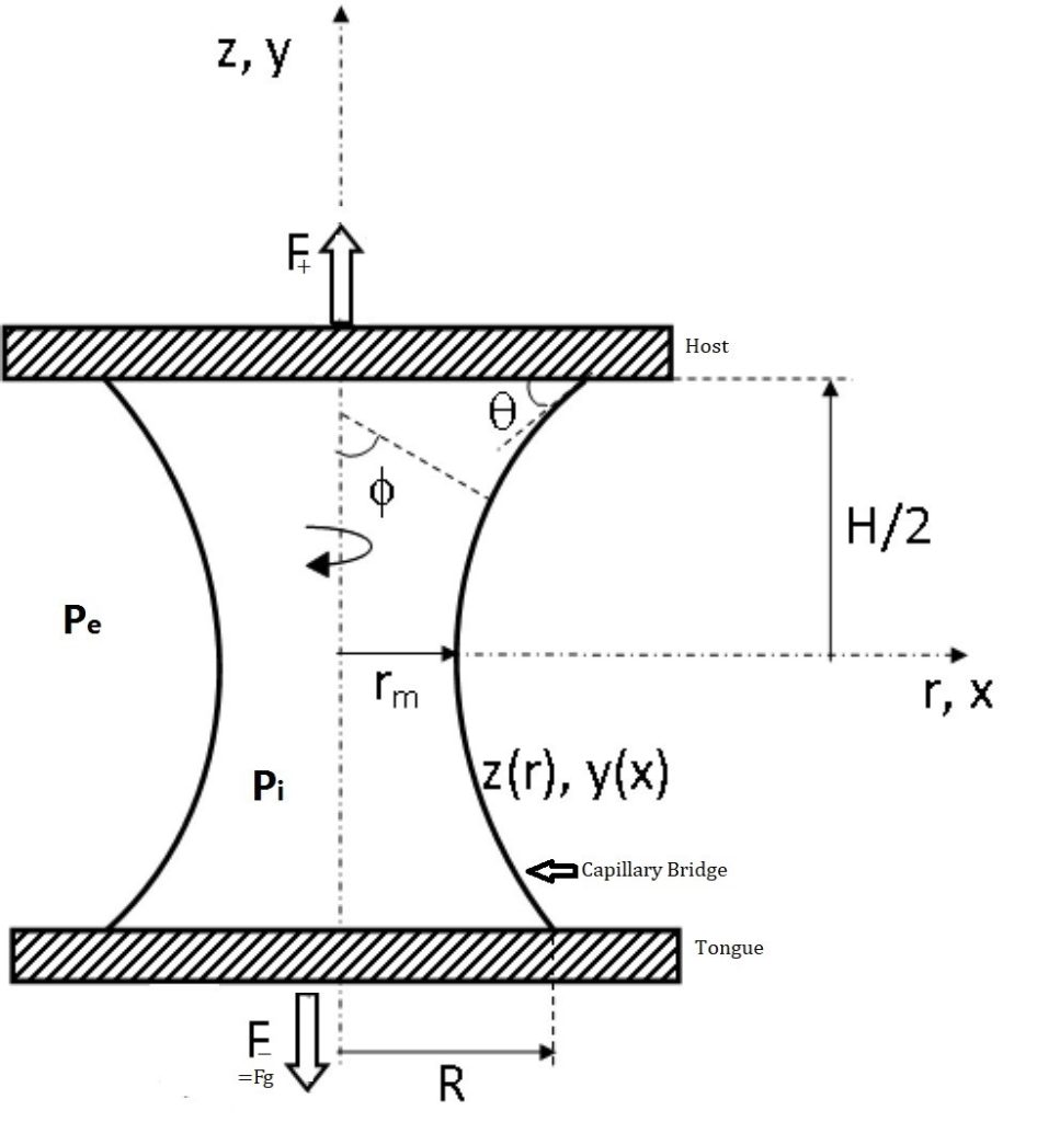 Which is safer: Communion on the Tongue or in the Hand: a theoretical ...